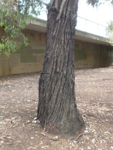 Let the ironbark identification and dyeing experiments begin! | Local ...