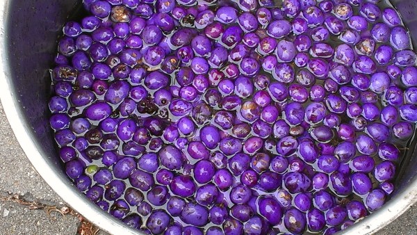 Dianella fruit | Local & Bespoke