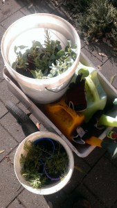 Bladder saltbush out into the world | Local & Bespoke